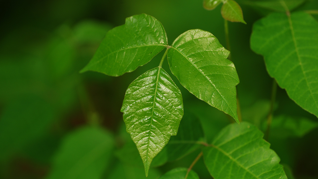 How to Manage the Itch-Makers: Poison Ivy, Poison Oak and Poison Sumac ...
